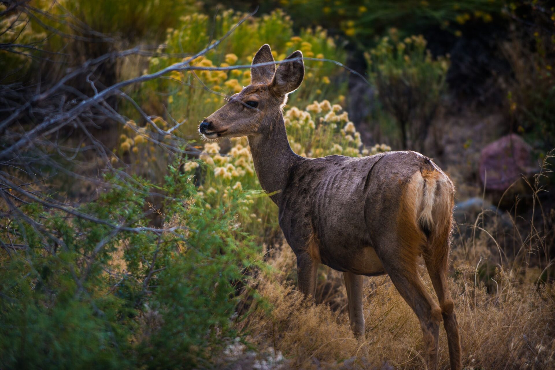 Wildlife Watching in Southwest Colorado: A Nature Lover’s Guide to ...